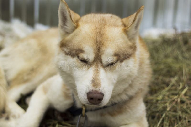 Husky Dog Sleeping in the Snow Stock Image - Image of winter, animals ...