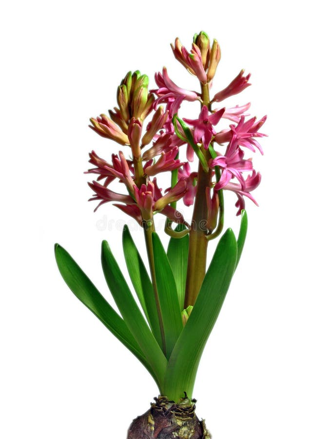 Red hyacinth stock photo. Image of isolated, botanic - 13026846
