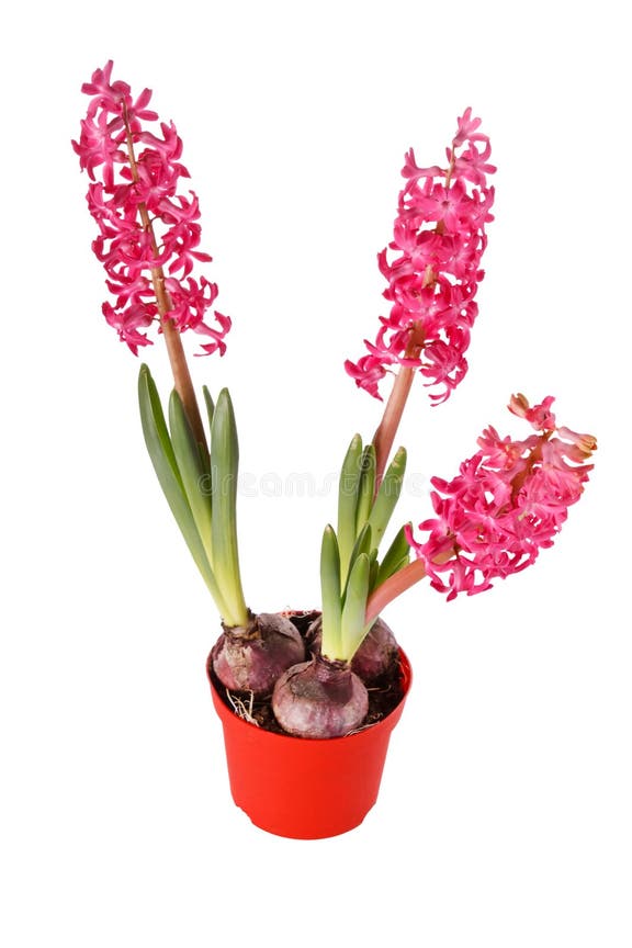 Red hyacinth stock photo. Image of hyacinth, leaf, march - 13187442