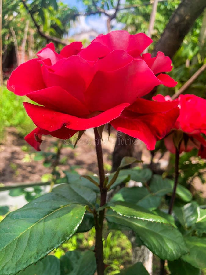 Red hybrid tea rose stock image. Image of hybrid, rose - 193459725