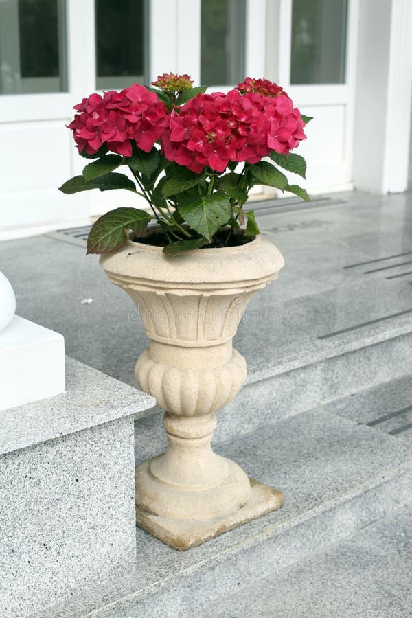 The Red Hydrangea in Ceramic Pot Stock Photo - Image of vase, outside ...