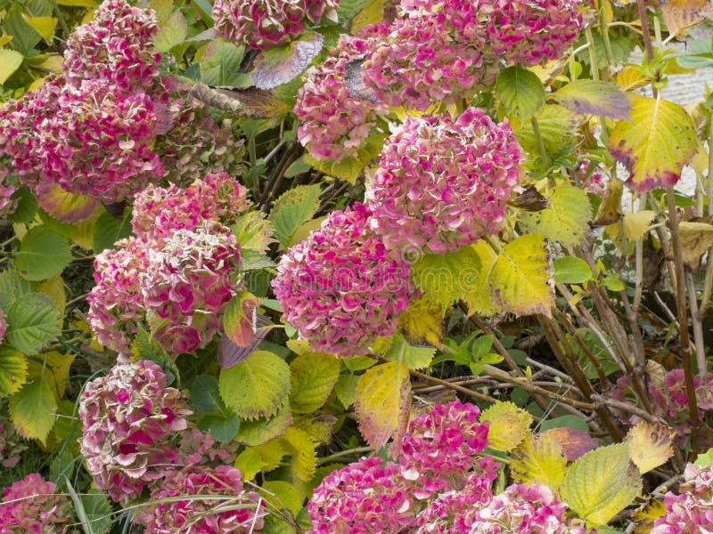 Red hydrangea flowers stock image. Image of beauty, botany - 38666225