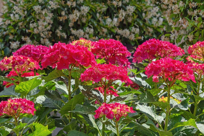 Red Hydrangea Flowers. Hydrangea Macrophylla Stock Image - Image of ...