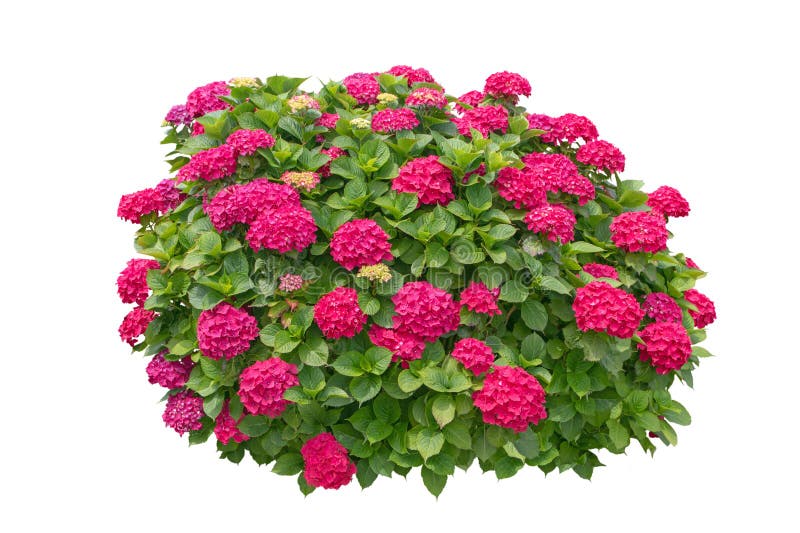 Hydrangea Macrophylla Tiffany Lila with Flowers of Reddish and Bluish ...