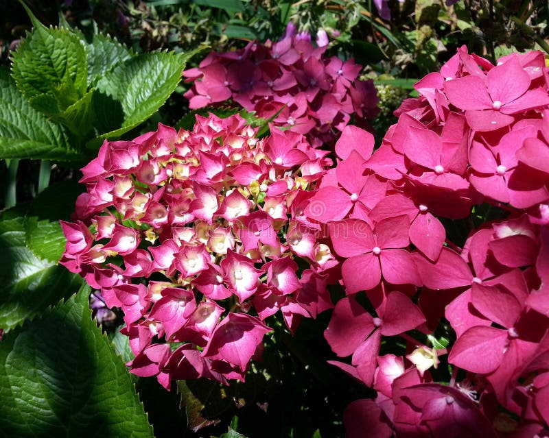 Red Hydrangeas stock image. Image of landscape, floral - 97122663