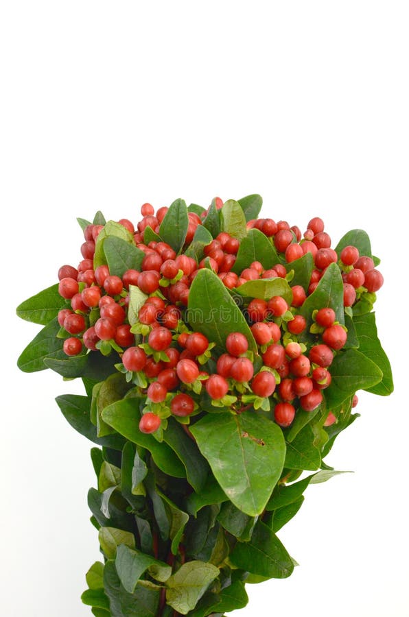 629 Hypericum Berries Stock Photos - Free & Royalty-Free Stock Photos ...