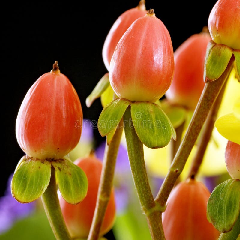 Red hypericum square stock photo. Image of botanical, beaut - 5970260