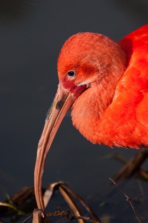 Red ibis stock photo. Image of ibis, beak, water, wing - 11582470