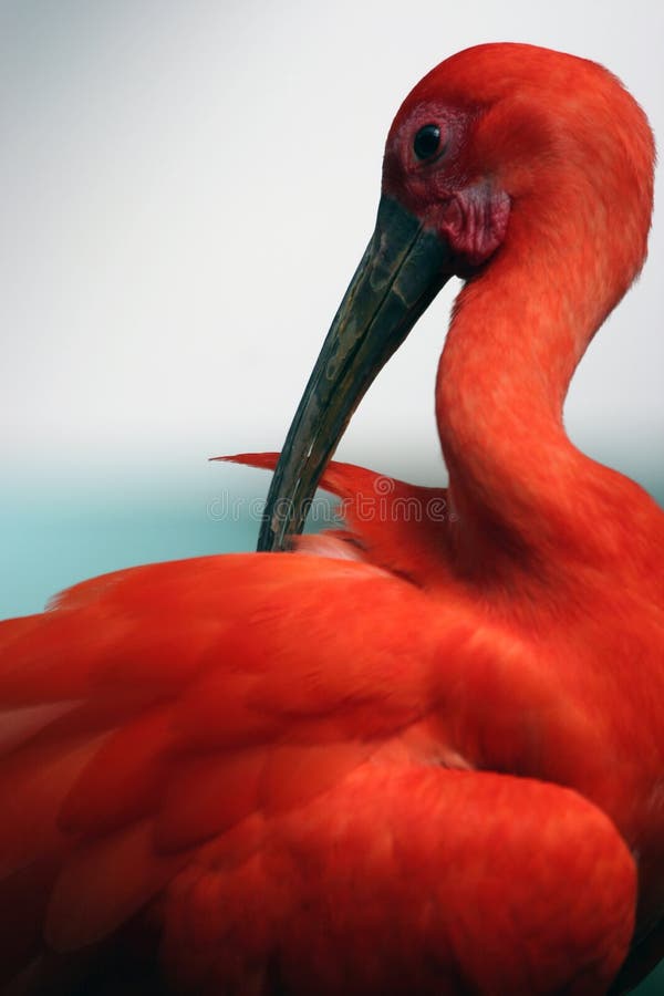 Red Ibis stock image. Image of fowl, laying, fauna, bronx - 526349
