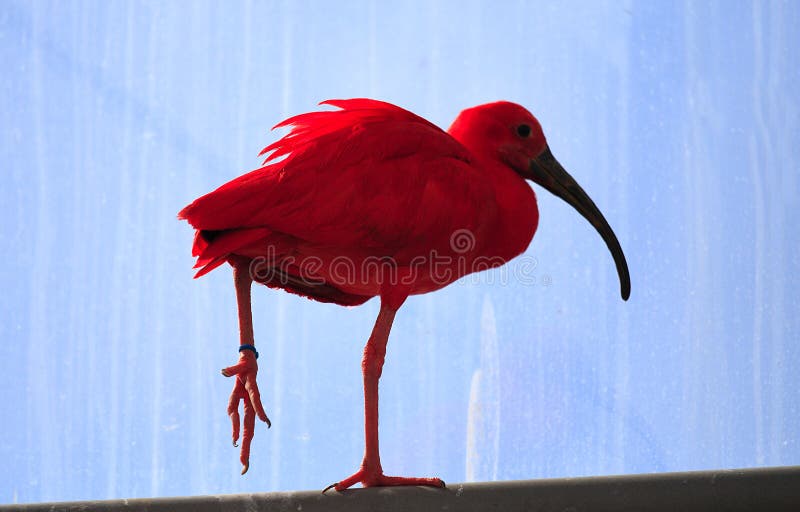 Red ibis stock photo. Image of birding, aves, safari, clean - 6078234