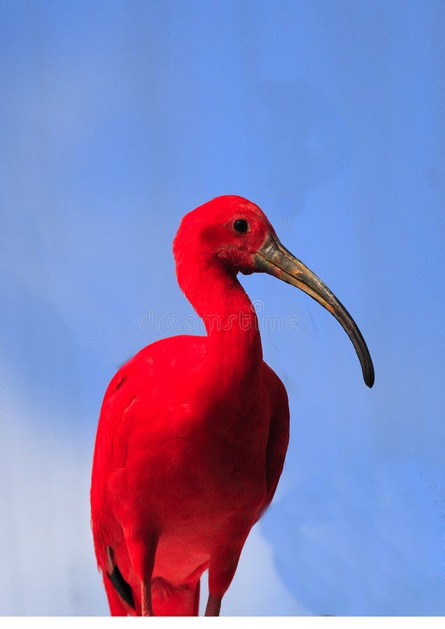 68+ Red ibis Free Stock Photos - StockFreeImages