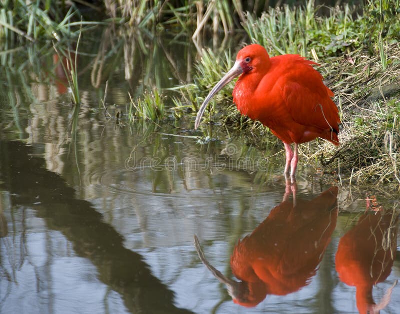 Scarlet Ibis Birds in the Wild Stock Photo - Image of lake, reserve ...