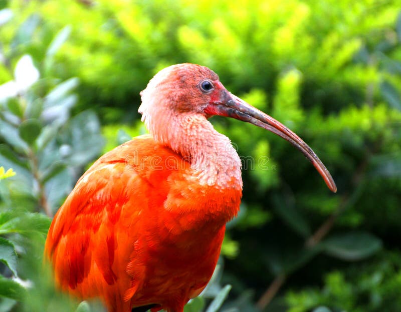 Red Ibis Bird with Very Vivid Plumage Over the Branch of a Tree Stock ...