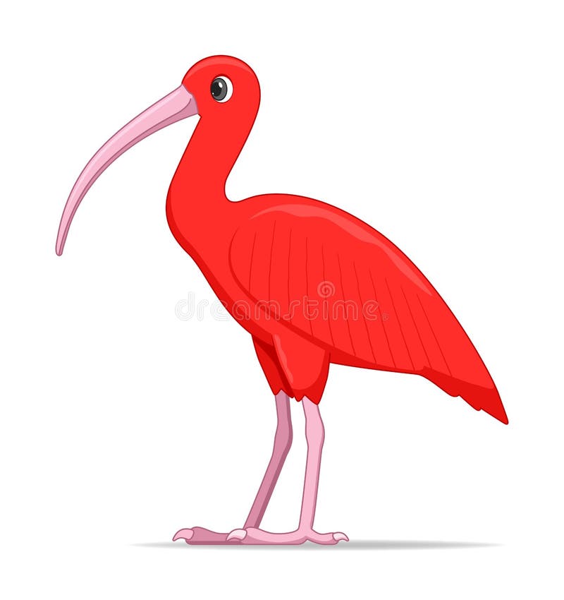 Red Ibis Bird on a White Background Stock Vector - Illustration of ...