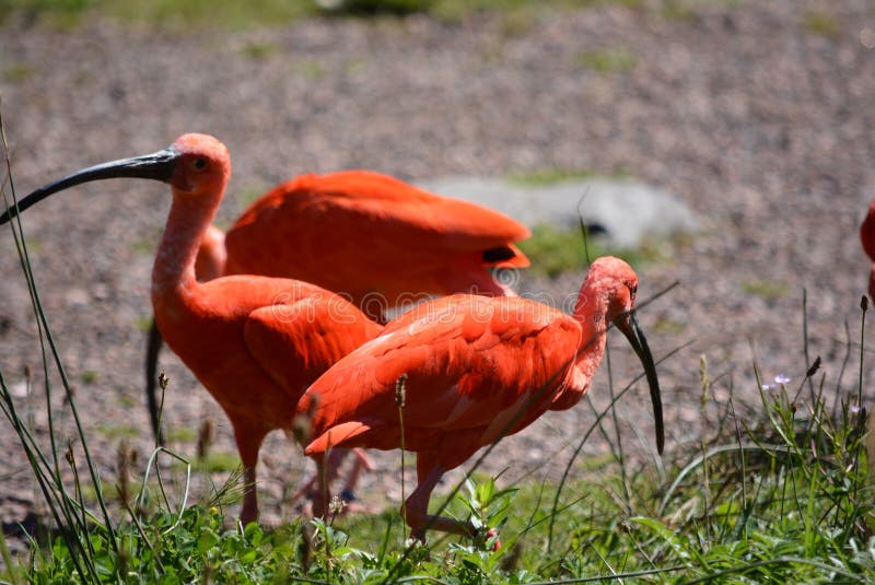 Red ibis stock photo. Image of birds, nature, ibis - 76637068