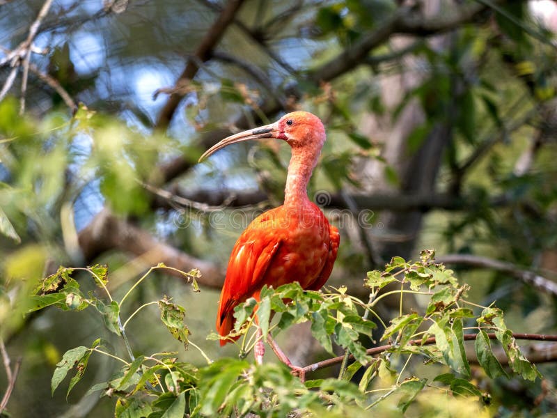 The Red Ibis, Eudocimus Ruber, Sits among the Leaves on a Tree and ...