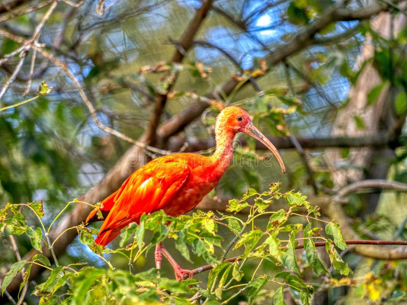 The Red Ibis, Eudocimus Ruber, Sits among the Leaves on a Tree and ...