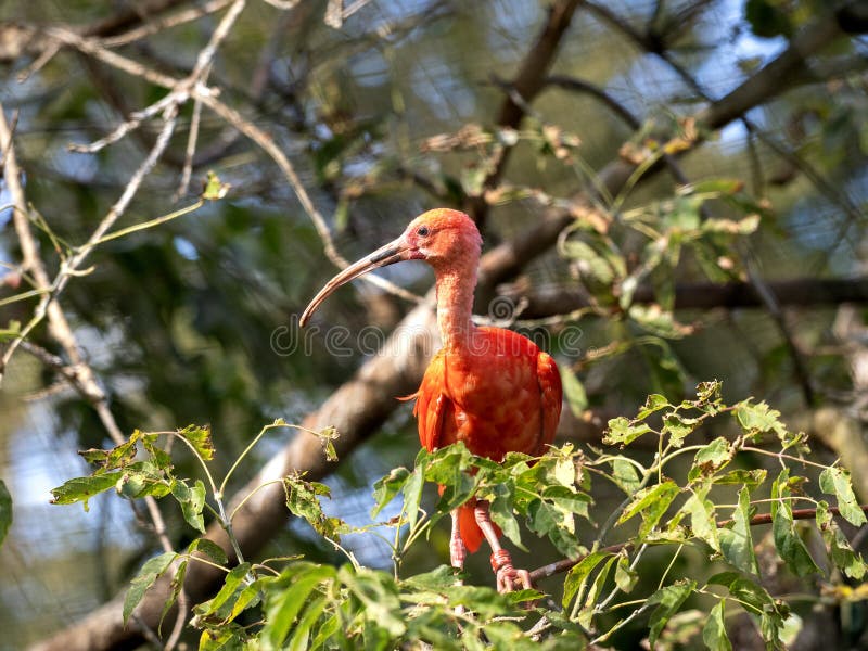 One Red Ibis, Eudocimus Ruber, Sits among the Leaves on a Tree and ...
