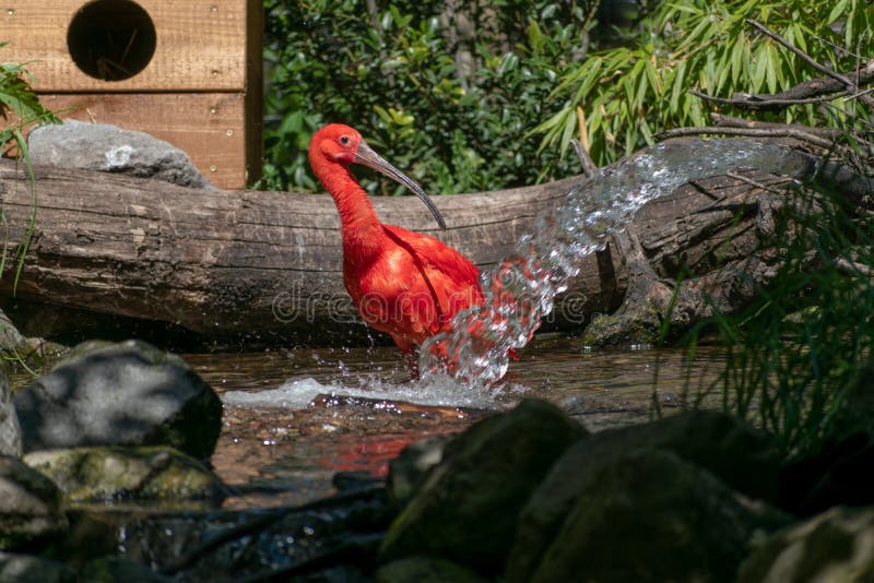 Red Ibis in a Pond with a Huge Log on the Background Stock Image ...