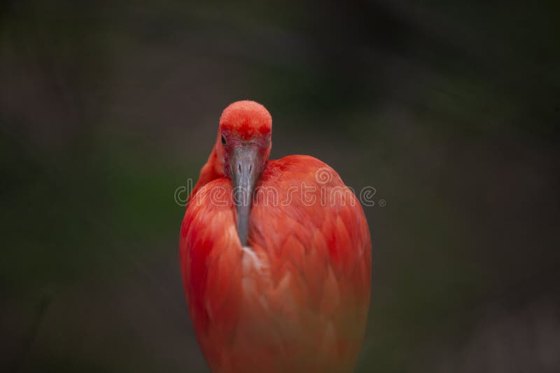 Red Ibis, Scarlet Ibis Eudocimus Ruber Stock Image - Image of animal ...