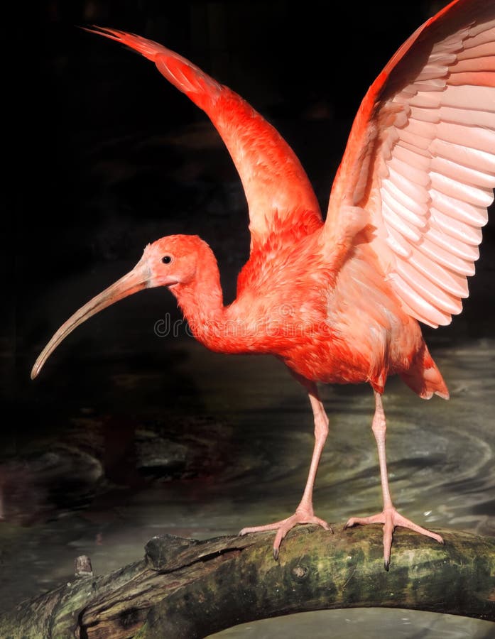 4,445 Red Ibis Stock Photos - Free & Royalty-Free Stock Photos from ...