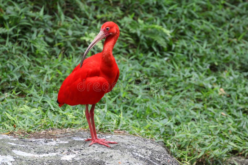 Profile of red ibis stock image. Image of bird, feathers - 30524541