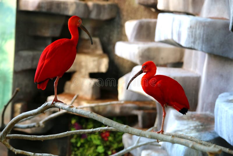 Red ibises stock photo. Image of endangered, bird, birds - 37561834