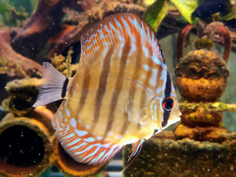 The Red Ica Discus Fish in the Aquarium Tank. Stock Photo - Image of ...