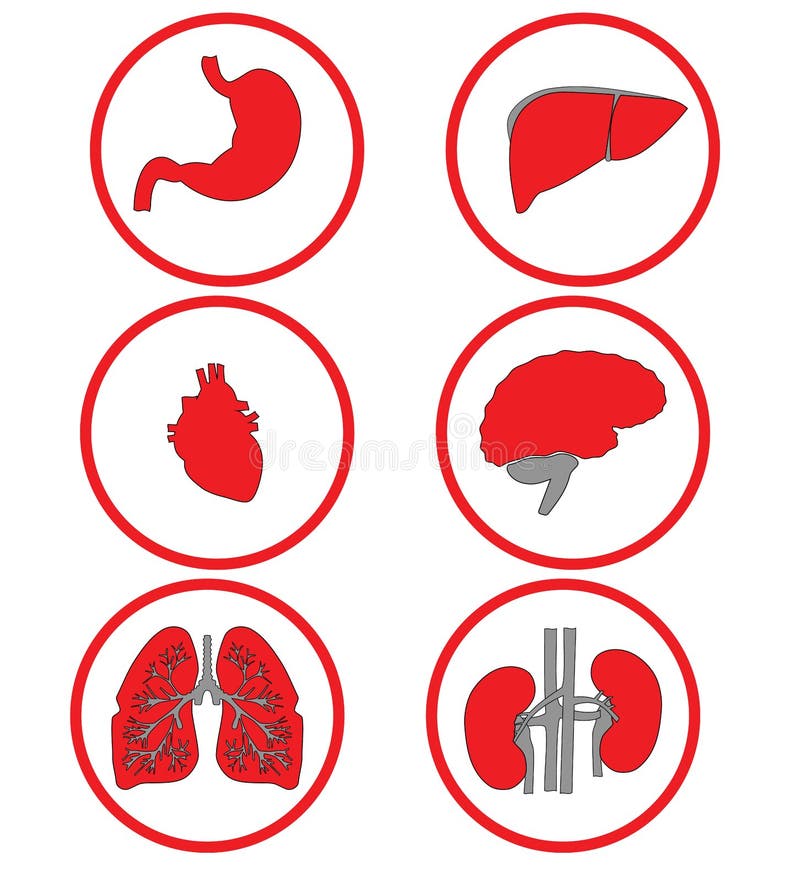 Internal Human Organs, Woman Stock Illustration - Illustration of lung ...