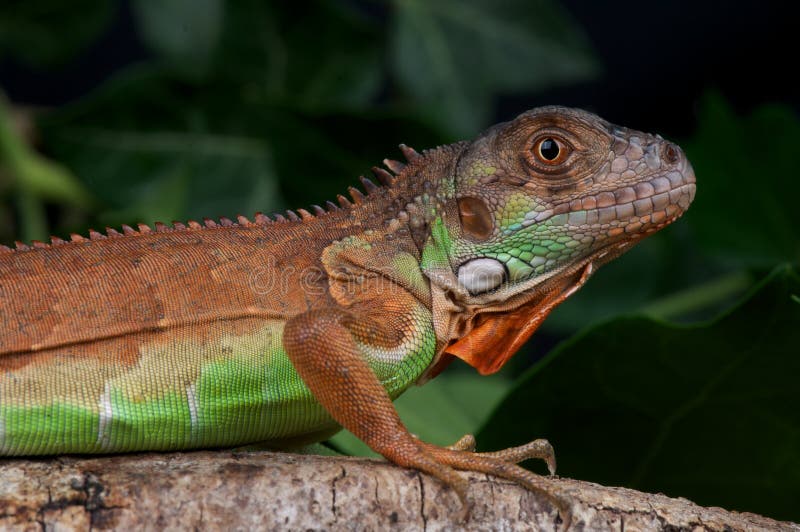 Red iguana stock photo. Image of herbivorous, paraguay - 15383646
