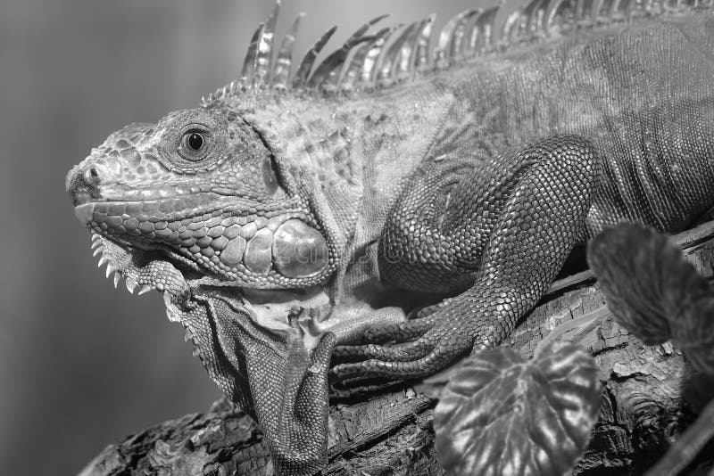 Red iguana stock image. Image of reptile, wildlife, life - 80000451