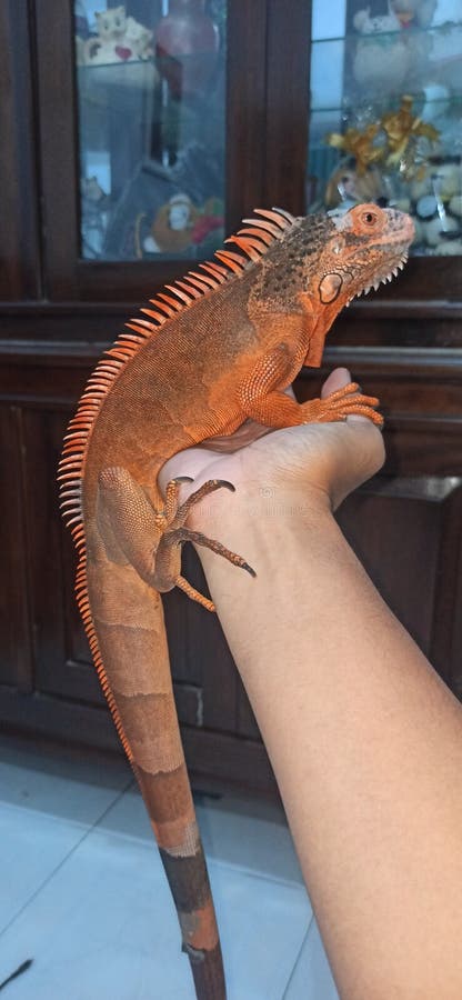 RED IGUANA Iguana Iguanacolumbia Iguanared Reptile Lizard Stock Photo ...