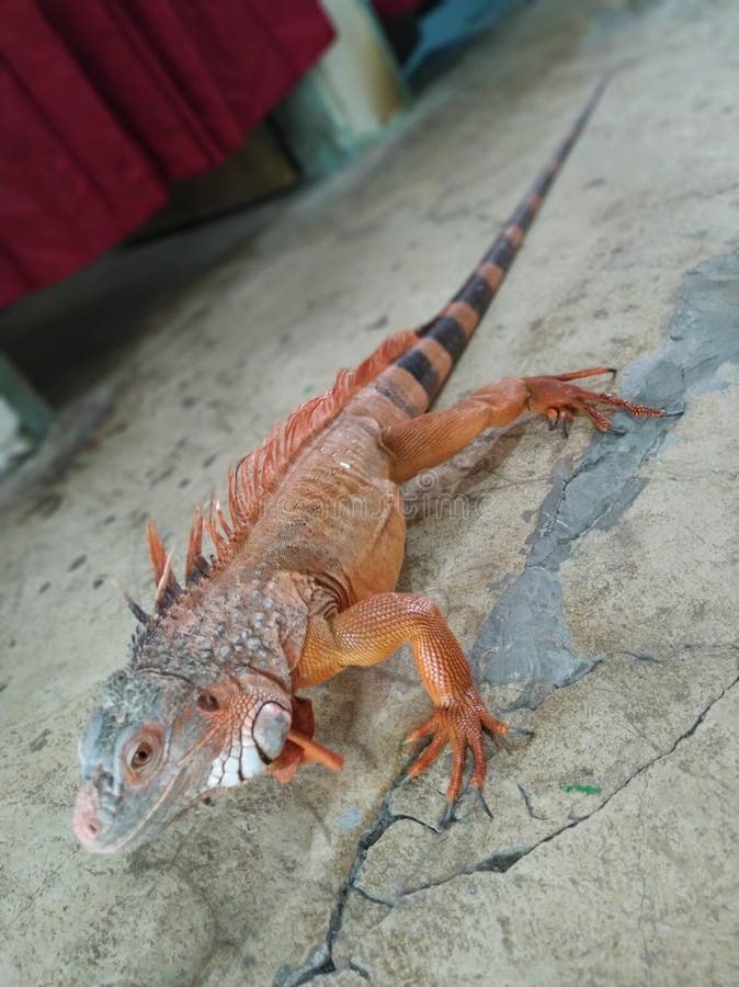 Red iguana m stock image. Image of animals, ancient - 261806205