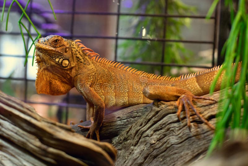 Red iguana in a terrarium stock photo. Image of ecology - 375034332