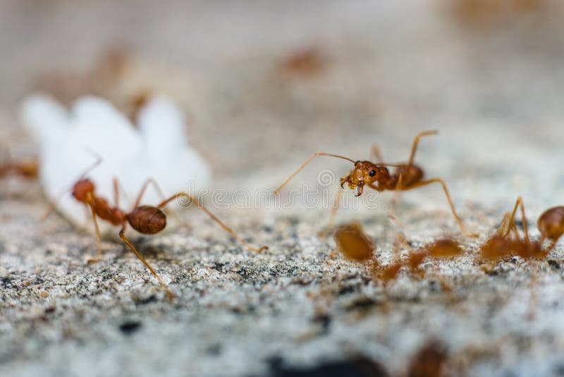 Red Imported Fire Ant,Action of Fire Ant Stock Image - Image of family ...