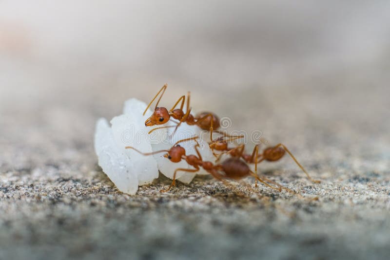 Red Imported Fire Ant,Action of Fire Ant Stock Image - Image of insect ...