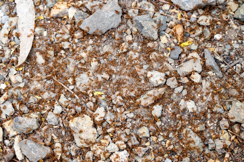 Red Imported Fire Ant, Action of Fire Ant. Ants Going in and Out of ...