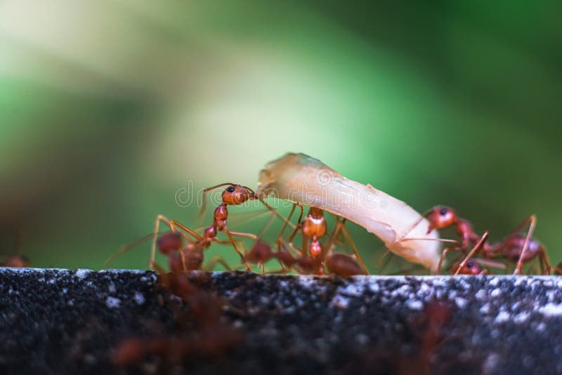 Red Imported Fire Ant,Action of Fire Ant Stock Image - Image of icon ...