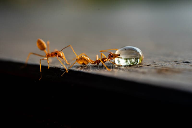 Red Imported Fire Ant, Behavior of Ants Stock Photo - Image of animals ...
