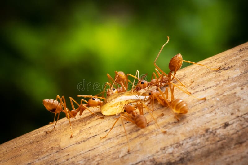 Red Imported Fire Ants Solenopsis Invicta or Simply RIFA Take Stock ...