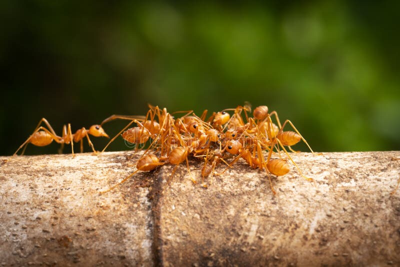 Close Up of Red Imported Fire Ants Stock Image - Image of macro ...