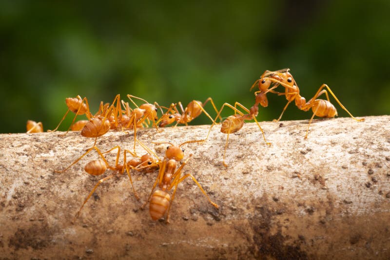 Close Up of Red Imported Fire Ants Stock Image - Image of macro ...