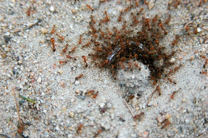 Red Imported Fire Ant Eating Worm. Stock Image - Image of imported ...