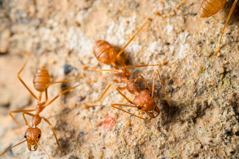 152 Magnified Ant Stock Photos - Free & Royalty-Free Stock Photos from ...