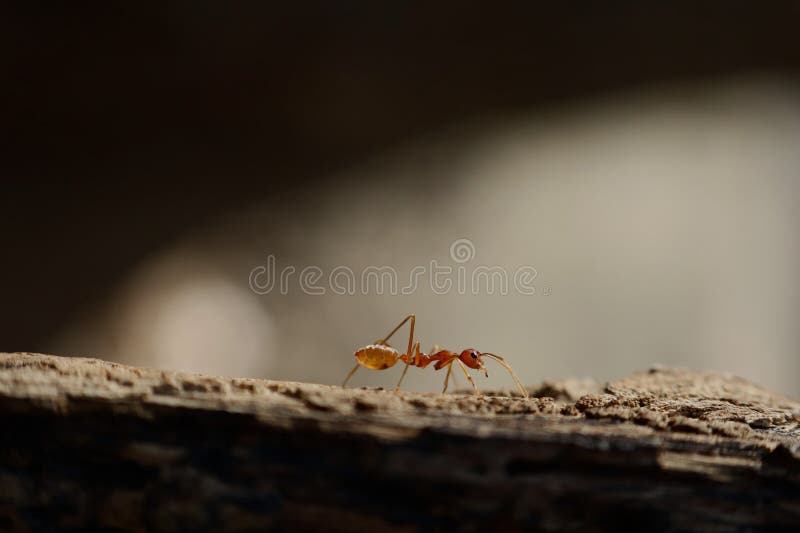Red Imported Fire Ant Landscape Macro Stock Photo - Image of animal ...