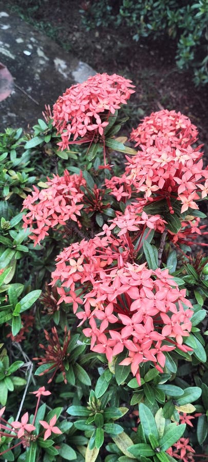 Red India Jasmine in the Yard in Singapore Stock Image - Image of india ...
