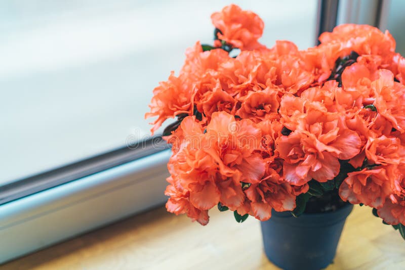 Red Indian Azalea on the Windowsill. Home Mini Potted Plants Stock ...