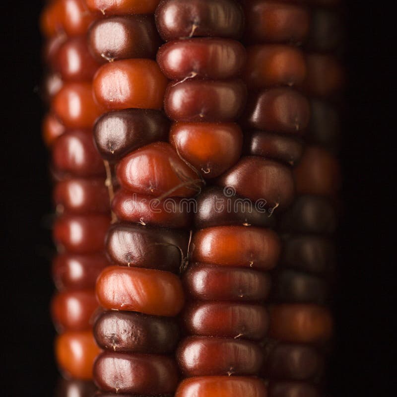 Red Indian corn. stock image. Image of close, photograph - 2047125