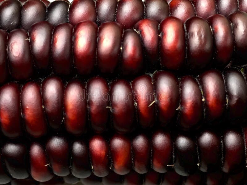Red Indian corn stock photo. Image of colorful, autumn - 79891826