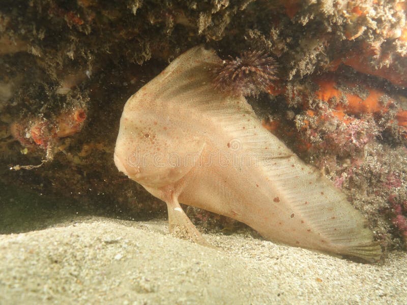 Pataecus Fronto Stock Photos - Free & Royalty-Free Stock Photos from ...